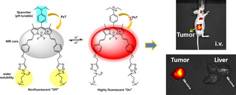 Research Overview Daniel Siegwart Laboratory At Ut Southwestern Medical Center