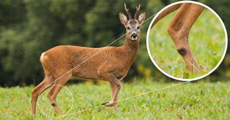 Tarsal Glands On Deer What We Know Explained World Deer