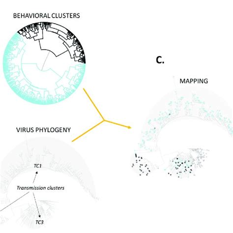 Hypothetical Illustration Of The Mapping Process This Example Involves Download Scientific
