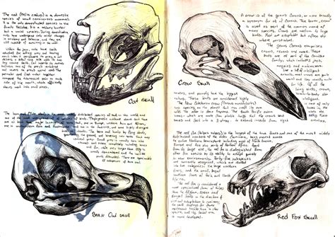 Animal Skull Anatomy