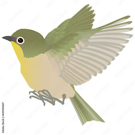 Stock Vector Adobe Stock