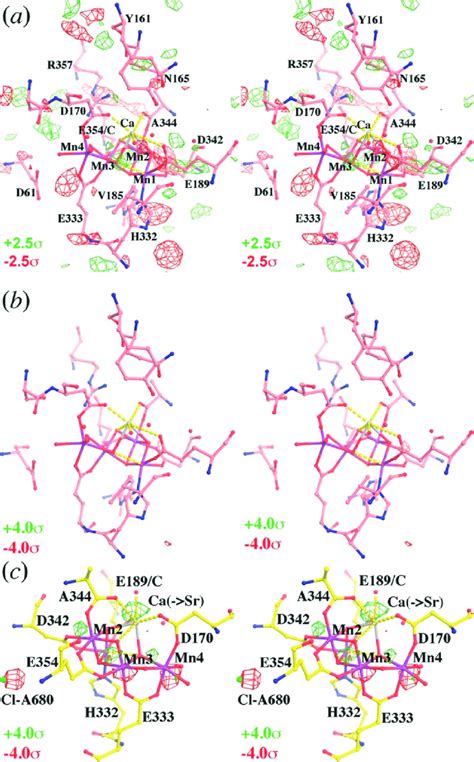Isomorphous Difference Fourier Maps In Stereodiagram A Between 5kai