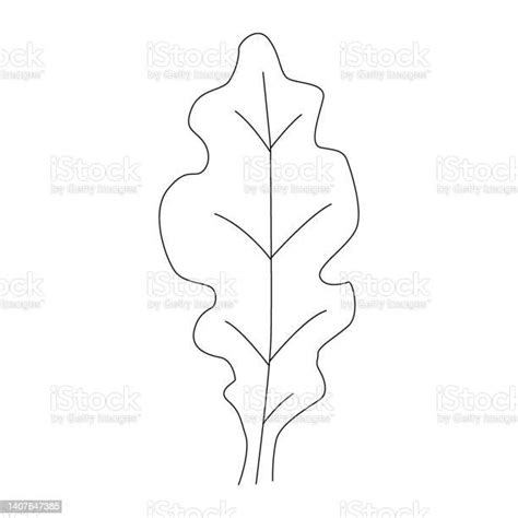 오크 잎 선형 아이콘입니다 얇은 선 그림 윤곽선 벡터 윤곽선 그리기 계절에 대한 스톡 벡터 아트 및 기타 이미지 계절 그리기 꽃무늬 Istock