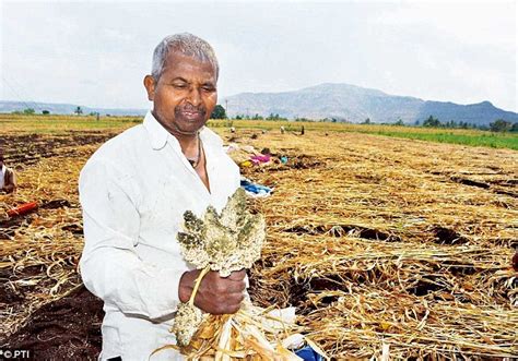 Farmers Face Massive Losses As Sudden Rain Wreaks Havoc On Crops