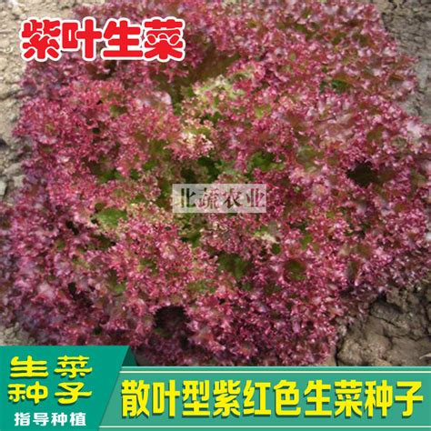 生菜种子紫叶生菜紫色玻璃速生奶油营养结球生菜盆栽菜园大田阳台 虎窝淘