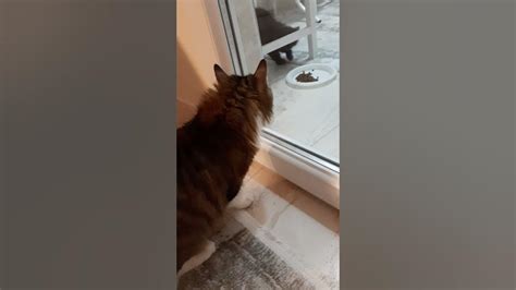 Neriman Kardeş Istemedi Hayır Dedi😯😤😠😾 Youtube