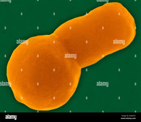 Coloured Scanning Electron Micrograph Sem Of Haemophilus Influenzae Coccobacillus Prokaryote