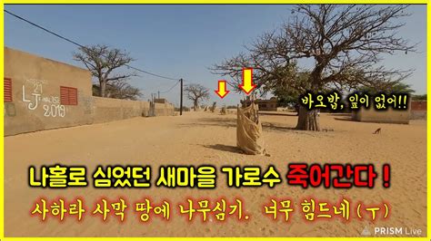 아프리카 새마을 가로수 사막 땅이 너무 뜨거워 죽어간다 이제는 이슬람 종교행사에 촬영을 허락해 마을에서 한 식구로 인정을 하는구나 꼬리테행사 Youtube