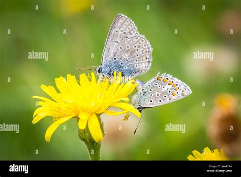 Two Common Blue Butterflies Polyommatus Icarus Breeding On A Yellow