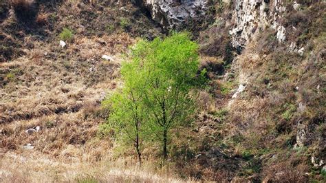 Green Spring Tree Landscape Follow Up Powerpoint Background For Free Download Slidesdocs