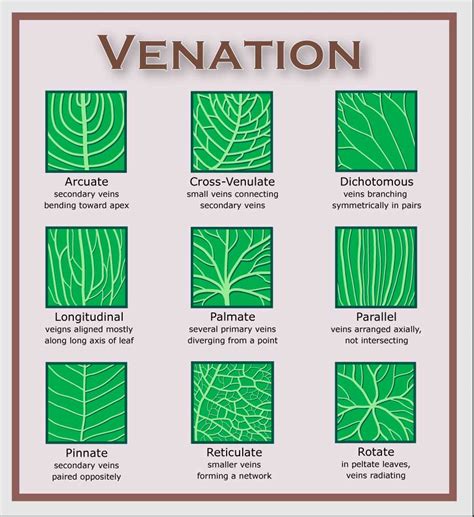 What Is Leaf Venation Pattern Printables