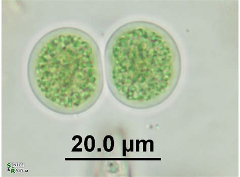 Chroococcus Subnudus Galerie