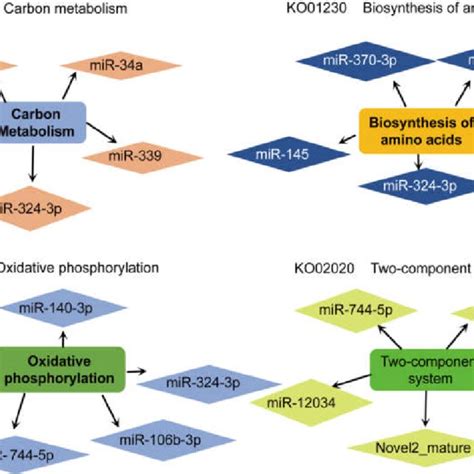 co expression networks among the important dems and the target mrnas