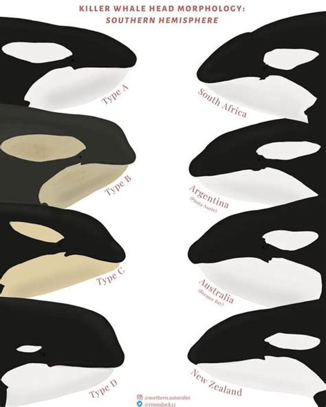 Killer Whale Head Morphology Rorcas
