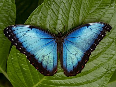 Butterflies Evolved From Moths About 100 Million Years Ago In North