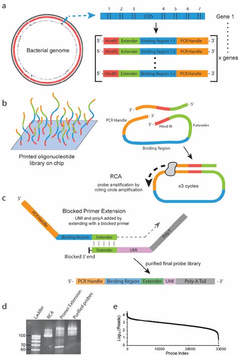 Genome Wide ScRNA Seq Probe Design And Synthesis Download Scientific Diagram