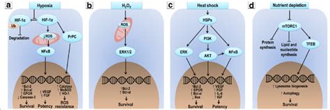 Preconditioning Strategies To Improve Msc Survival A Hypoxic