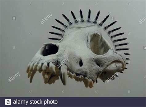 Wolf Skull Measurements
