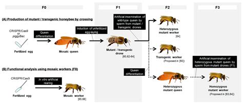 Genetics In The Honey Bee Achievements And Prospects Toward The