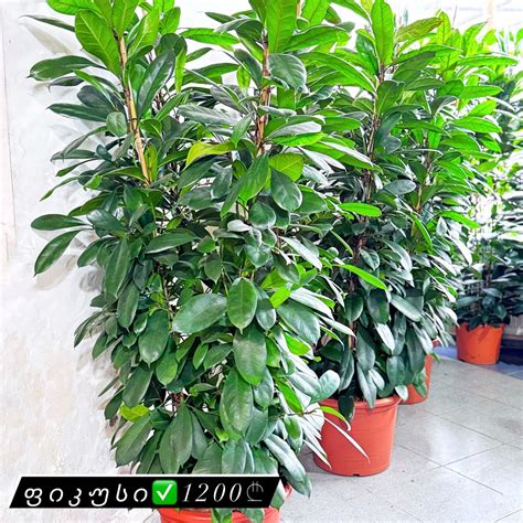 Florato Florato Added A New Photo