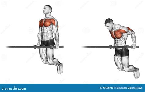 Exercising Dips Stock Illustration Illustration Of Muscles 43688912
