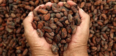Types Of Cocoa Beans Used In Our Creations Johfrej Candv