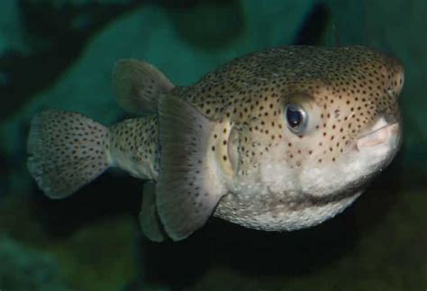 21 Of The Most Poisonous Sea Creatures And Deadly Ocean Animals