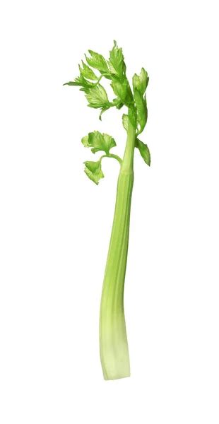 Celery Plant Diagram