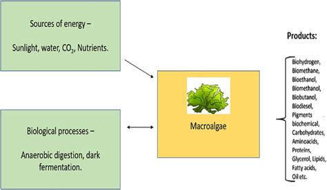 5 Macroalgae Products Relating To Various Biorefinery Sectors Source