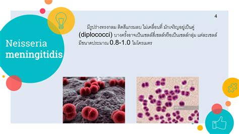 Gram Negative Cocci Ppt