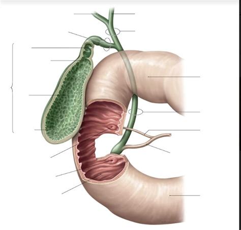 Gallbladder And Duodenum 13 Diagram Quizlet