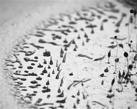 Development Of Dictyostelium Discoideum Different Stages Are Visible Download Scientific