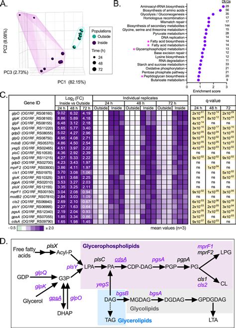 Remodeling Of The Enterococcal Cell Envelope During Surface Penetration