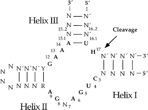 Two Dimensional Structure Of The Hammerhead Ribozyme N Any Download Scientific Diagram