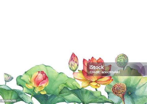 테두리 핑크 로터스 꽃 잎의 포스터 씨앗 머리 꽃 봉 오리 수채화 손으로 그린 그림을 흰색 배경에 고립 된 그림 수채화에 대한 스톡 벡터 아트 및 기타 이미지 Istock