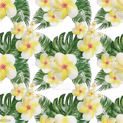 수채화 야자 잎과 깃털 무늬 하얀 배경에 고립 된 괴물과 야자수 잎으로 열대 Frangipani를 손으로 그렸습니다 디자인 인쇄 직물 배경에 대한 식물 일러스트 레이 션