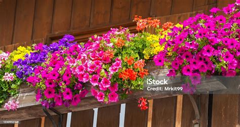 Traditioneller Blühender Balkon In Den Alpen Und Dolomiten Bunte Blumen Auf Dem Balkon