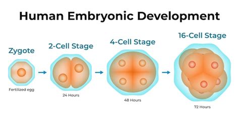 Zygote Development Diagram