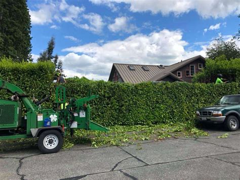 Gallery View Our Tacoma Tree Service Processes