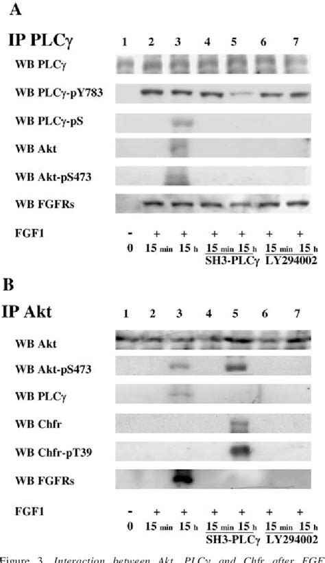 Figure 3 From Akt Interaction With Plcγ Regulates The G2 M Transition Triggered By Fgf Receptors