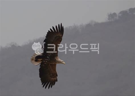독수리식당 독수리 흰꼬리수리 생태공원 비무장지대독수리 사진이미지일러스트캘리그라피 행촌작가