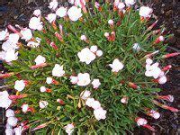 オキザリス Oxalis かぎけんWEB