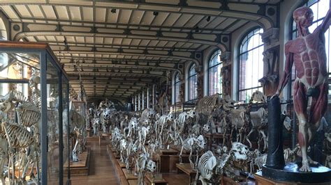 5 Bizarre And Sometimes NSFW Fossil Discoveries That Have Excited Scientists