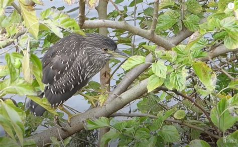 うとうとゴイサギさん 幼鳥から成鳥への変化は目の色も変化してる 身近な生き物語と万年筆 naturaloop
