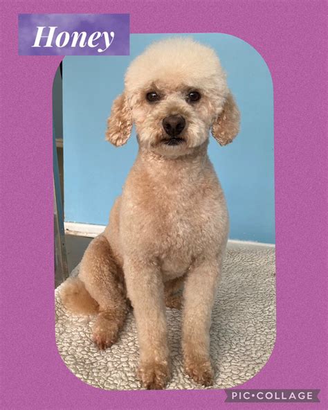 Tk9 Dog Grooming Gloucester