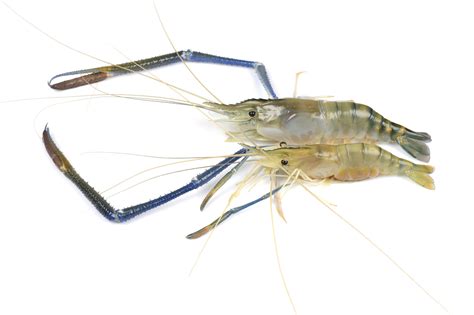 Freshwater Prawn Macrobrachium Rosenbergii
