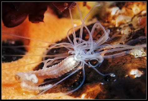 Spaghetti Worm The Tangled Seabed Inhabitant Ocean Info
