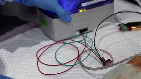 Chronic Electrophysiology Testing And Abdominal Vagus Nerve Stimulation