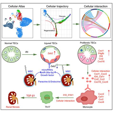 Single Cell Dissection Of Cellular And Molecular Features Underlying