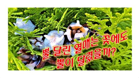 산호색 별꽃 황금빛 잎과 뿔 달린 열매가 달리는 황금측백나무~ Youtube